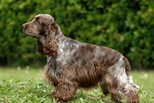 Cocker Spaniel (İspanyol Cocker) Köpek Özellikleri - Petworld