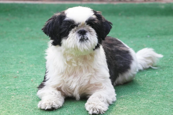 Çiğseren Hanım'ın Shih Tzu Lilly'si misafirimiz - Petworld